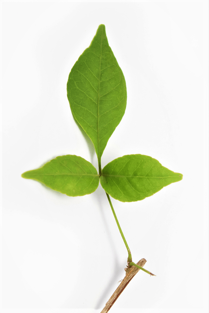 The Mystery of Number 3 – MicrobiteWorld